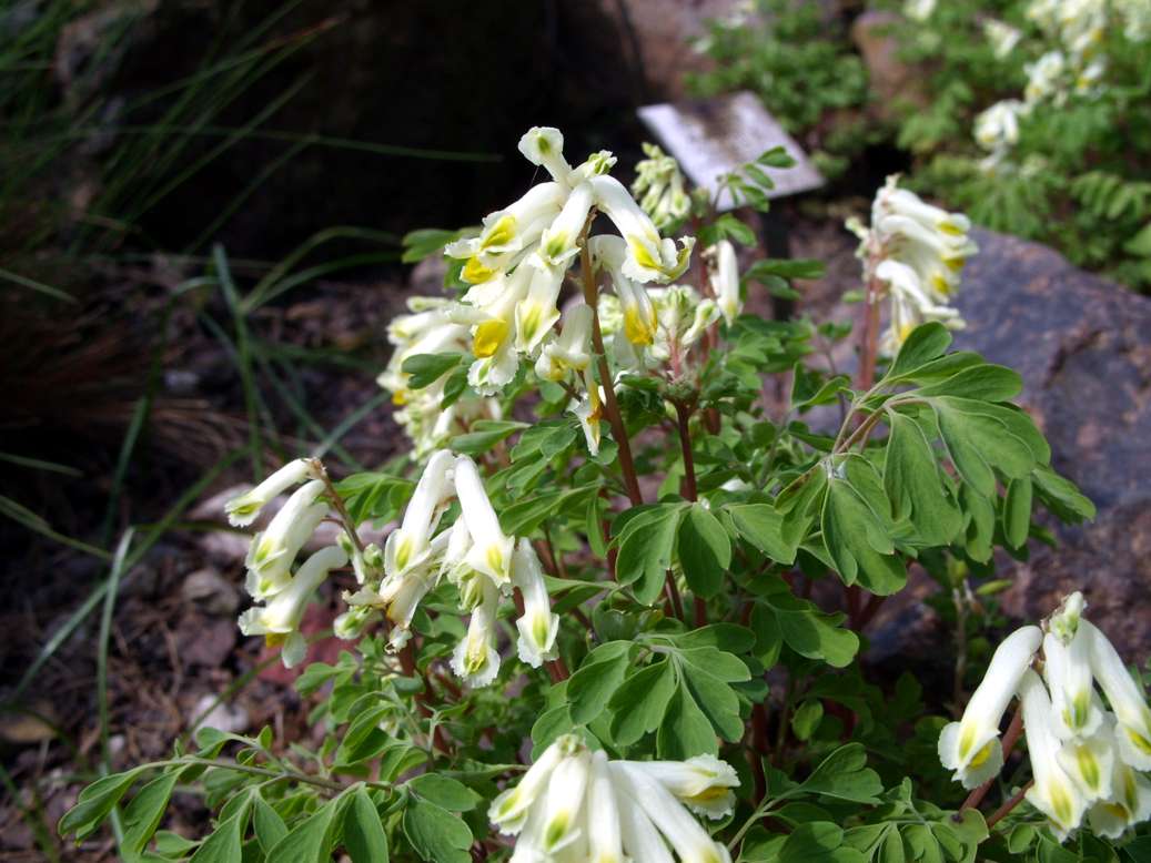 PhyloBotanist: Botany picture #78: Corydalis ochroleuca