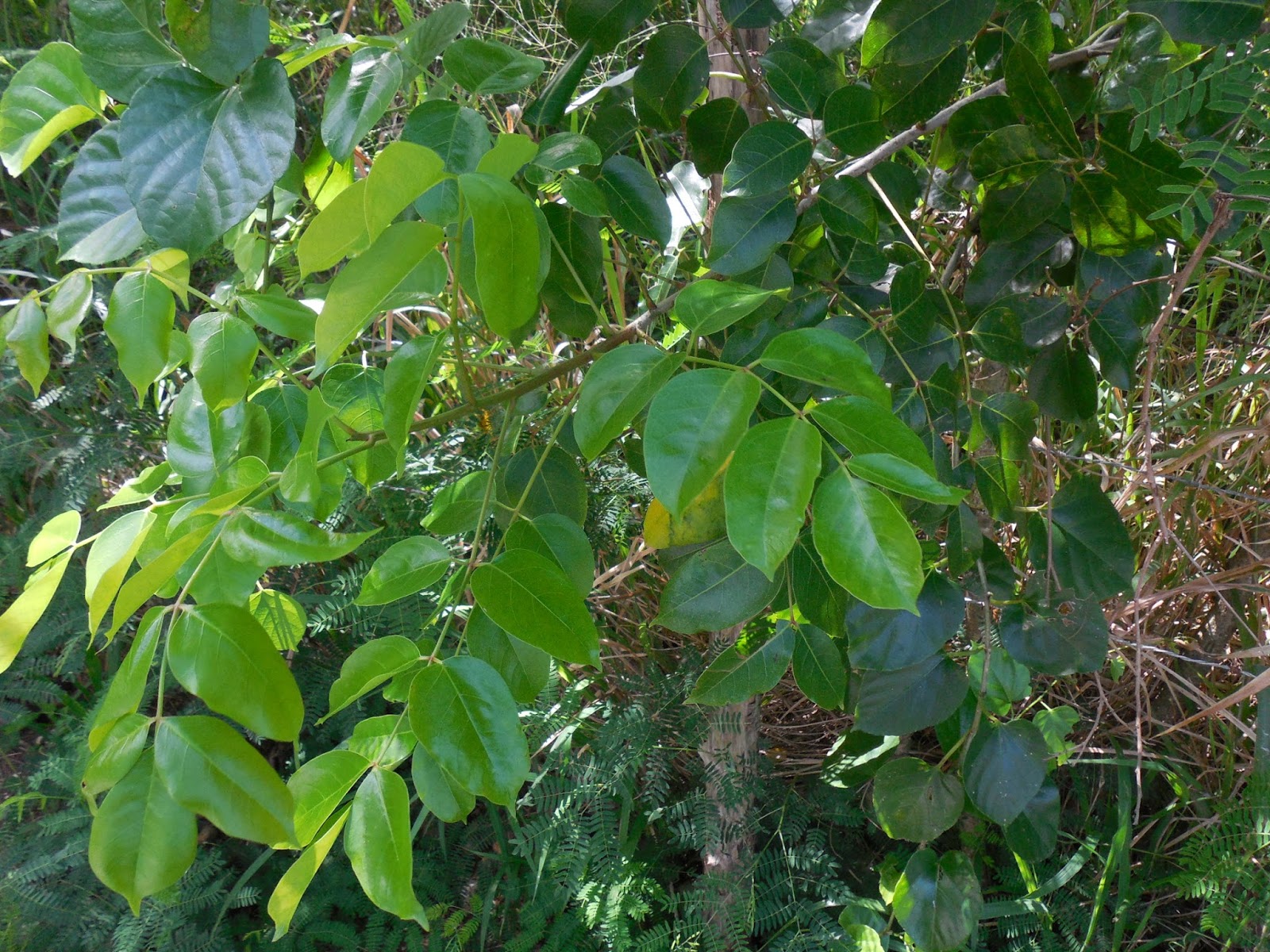 INVENTARIO DE ESPECIES EN EL SECTOR EL PASTILLO ISABELA, PUERTO RICO ...