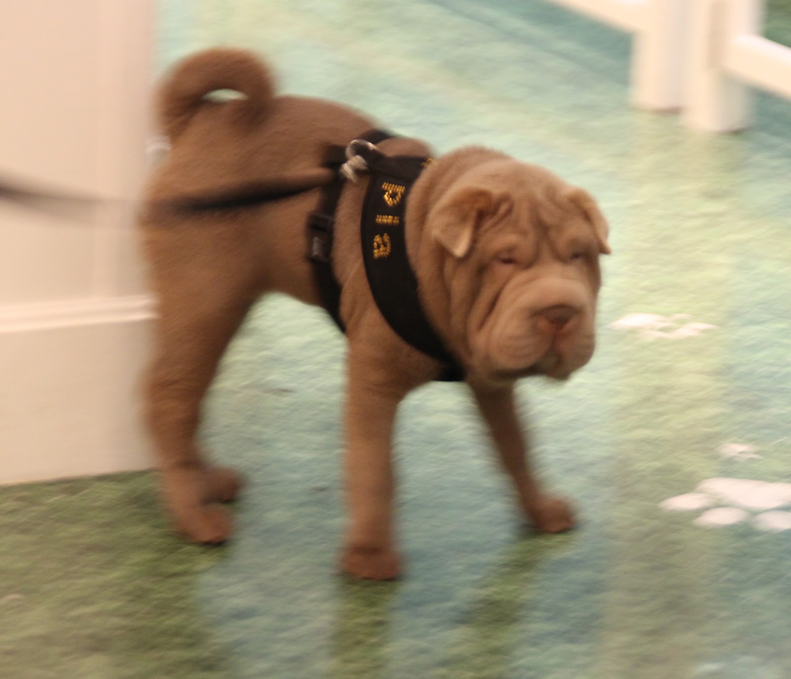 The Mr. Hunter Wall: Harrods Pet Kingdom