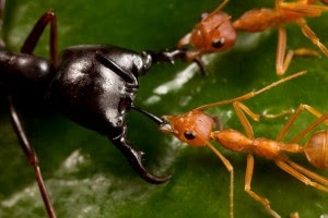 PLAAN : Marabunta es la Hormiga Sitaraco o Trajinera - Eciton spp.
