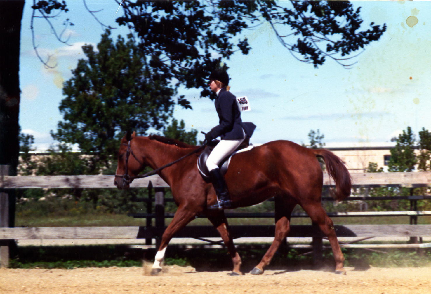 True Horse Tales: Pokey really was Pokey