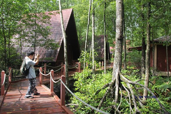 Matang Mangrove Forest Reserve