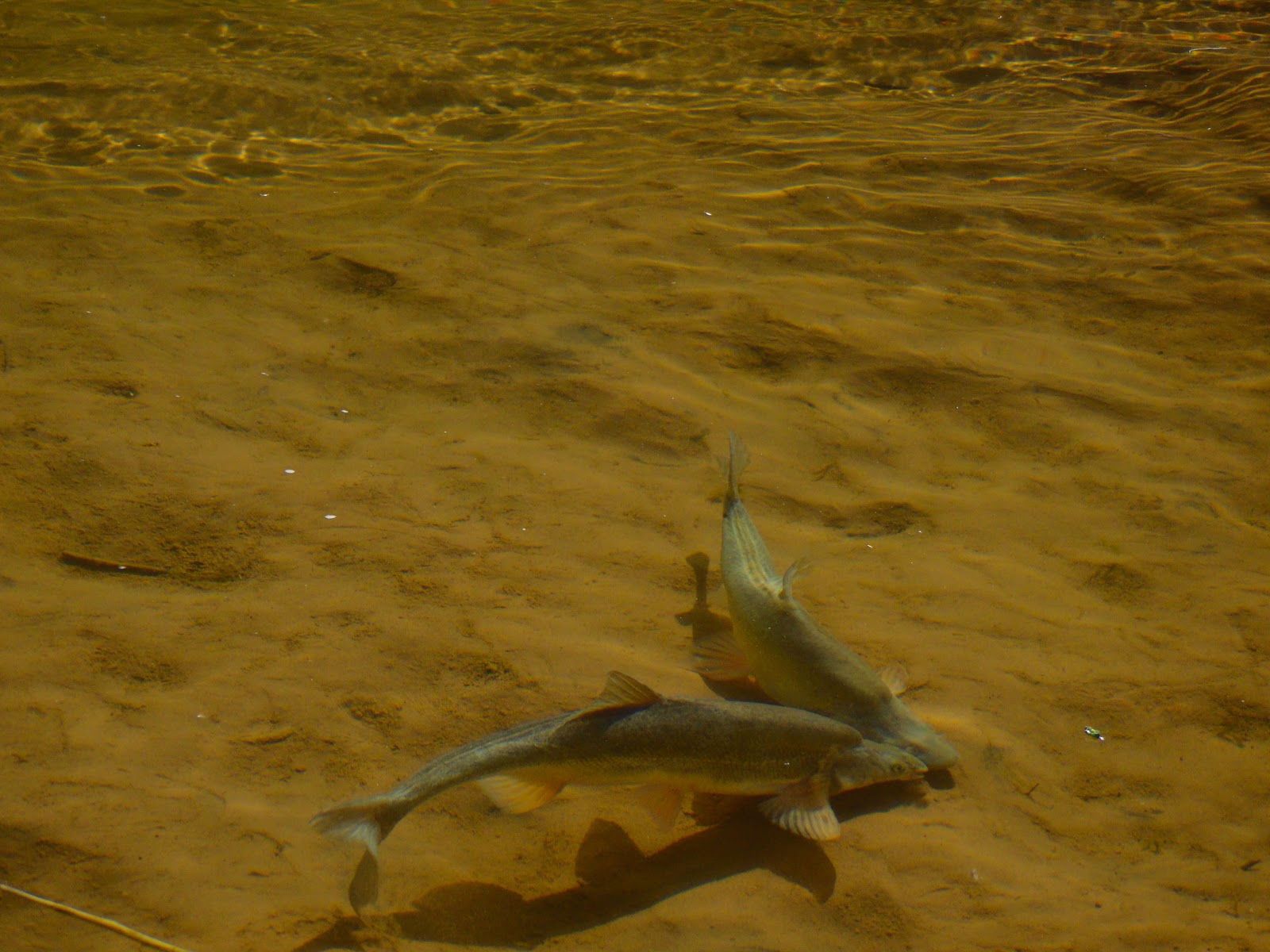 Viva la Voyage: Photos: Beauty and the Endangered Chubb at the Grand Canyon