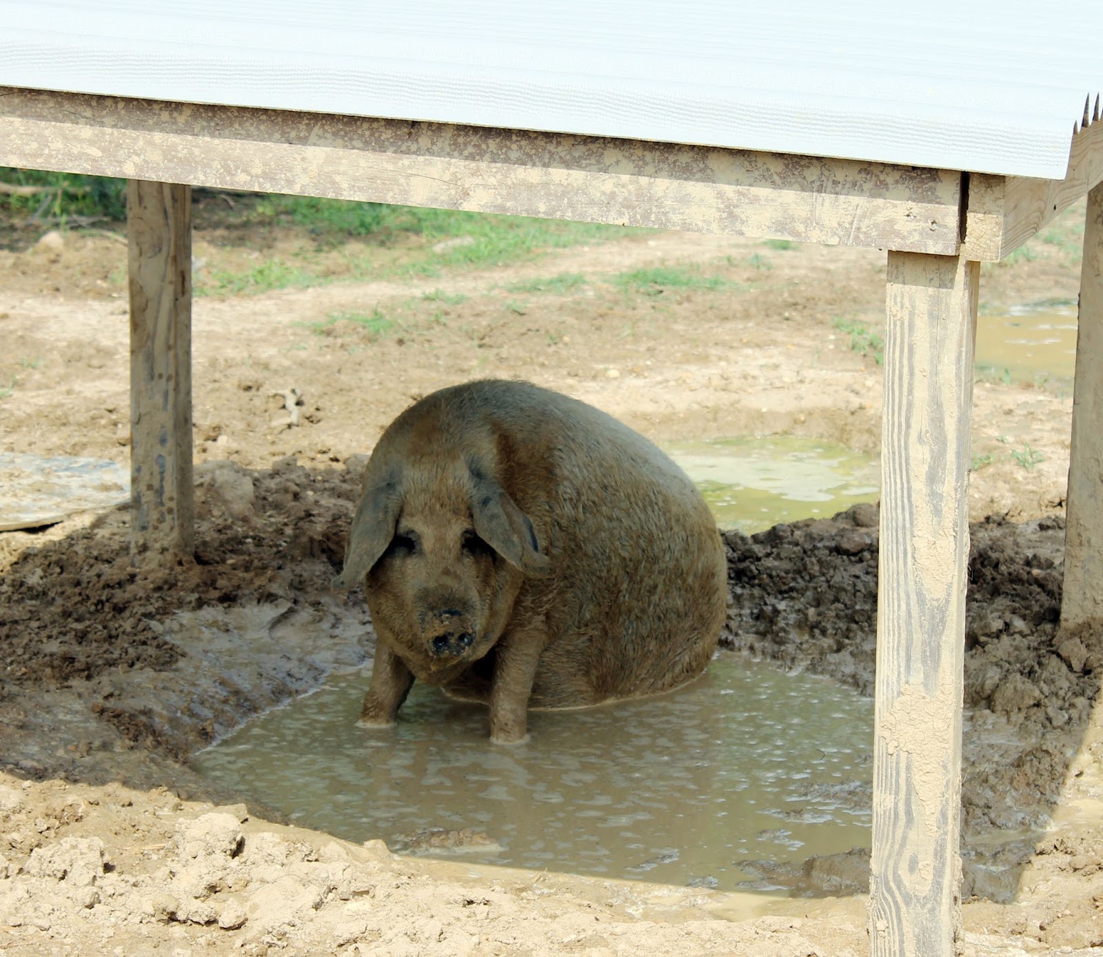 Cooking With Mary and Friends: Exploring Fort Farms - Heritage Breed ...