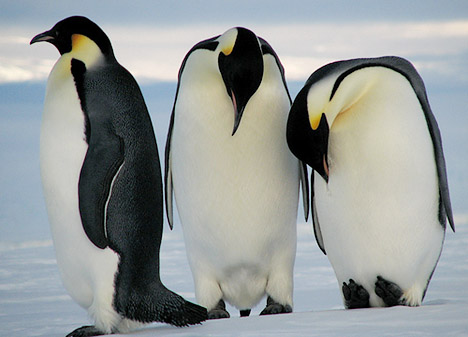 Emperor Penguin | Info and Photos | The Wildlife