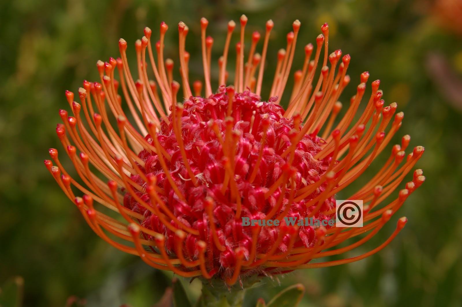 Great SouthLand Photography: Digital Images - Fractalius Filter