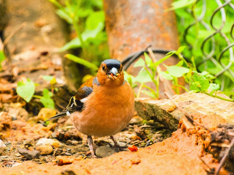 Foto: Masculul de cinteza