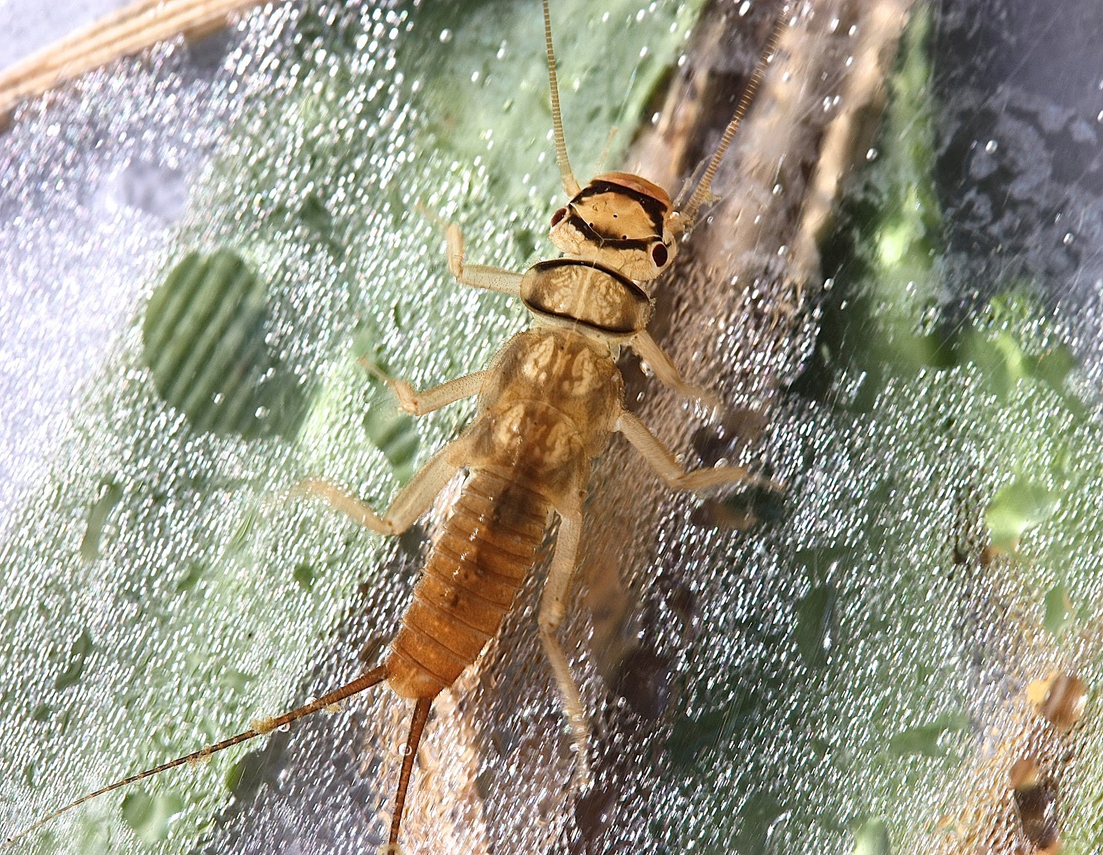 Aquatic Insects of Central Virginia: One strange looking Hellgrammite ...