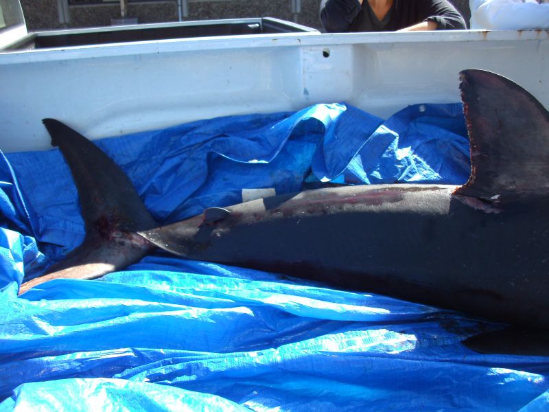 Bio Geo Nerd: Shark!!!