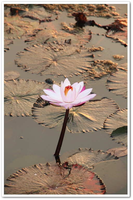 มีก็เหมือนไม่มี