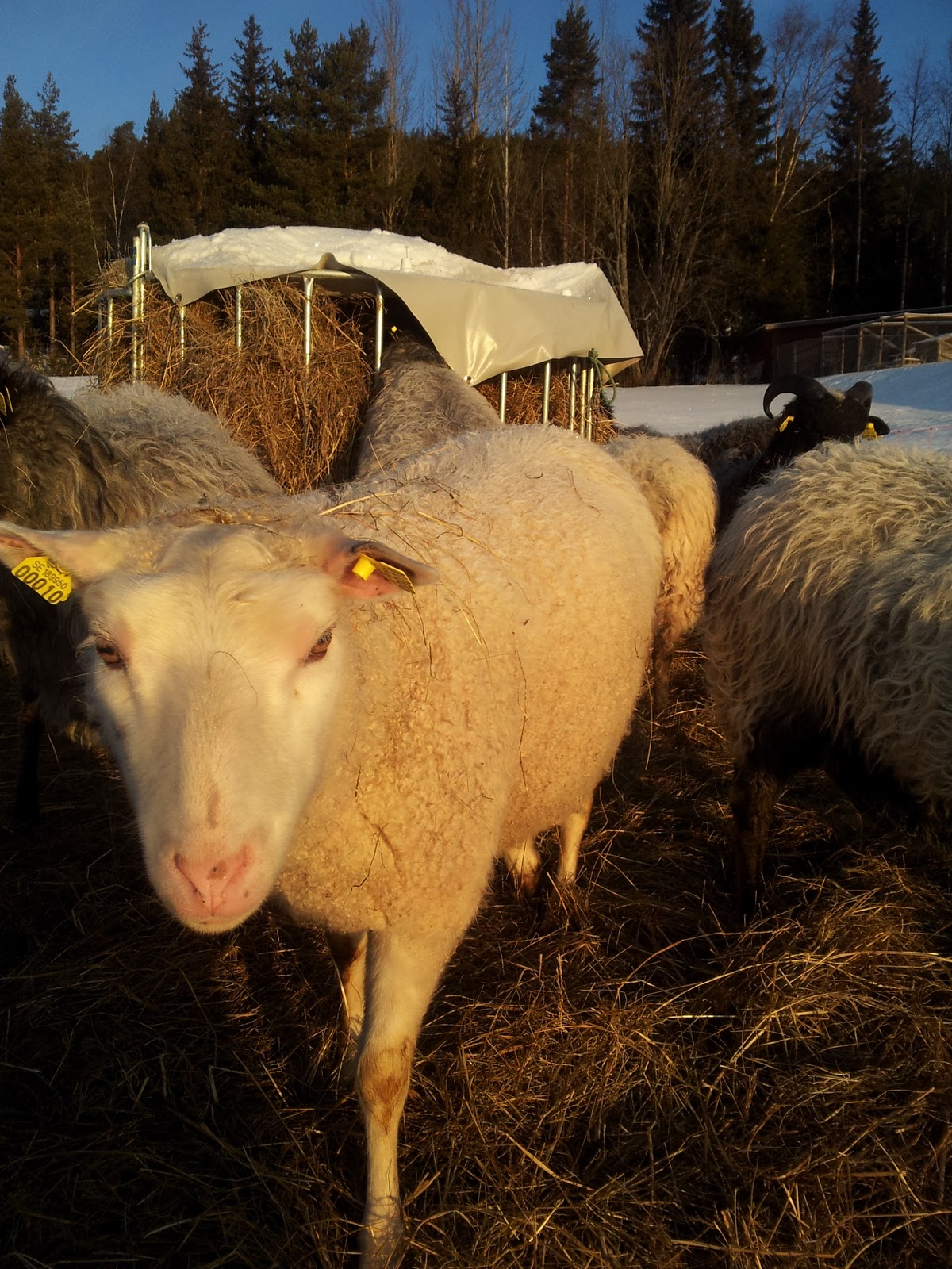 Lykkesau - Om sau, ull og livskvalitet: Sauegalleri