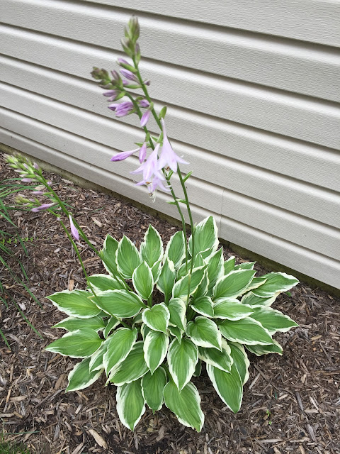 Hosta la vista, June! [Backyard Neophyte Landscaping Blog]
