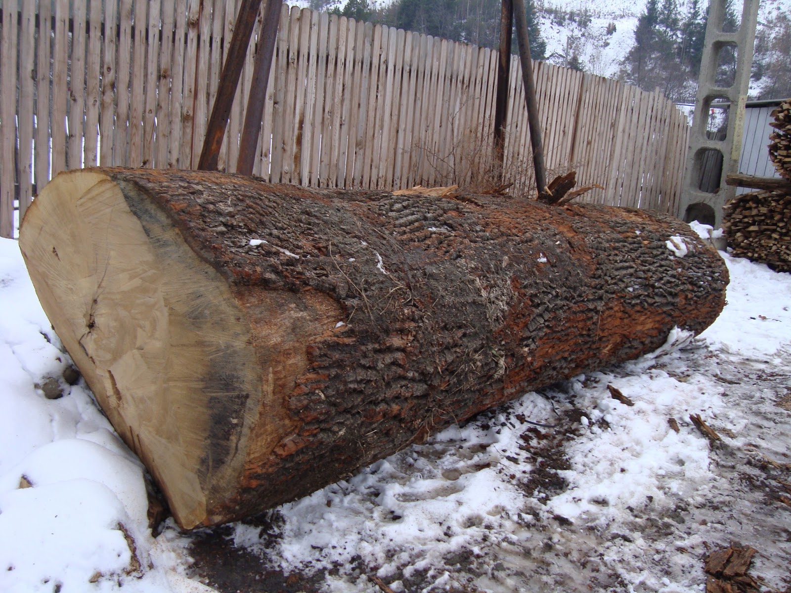 Hanganu Forest: STEJAR FURNIR