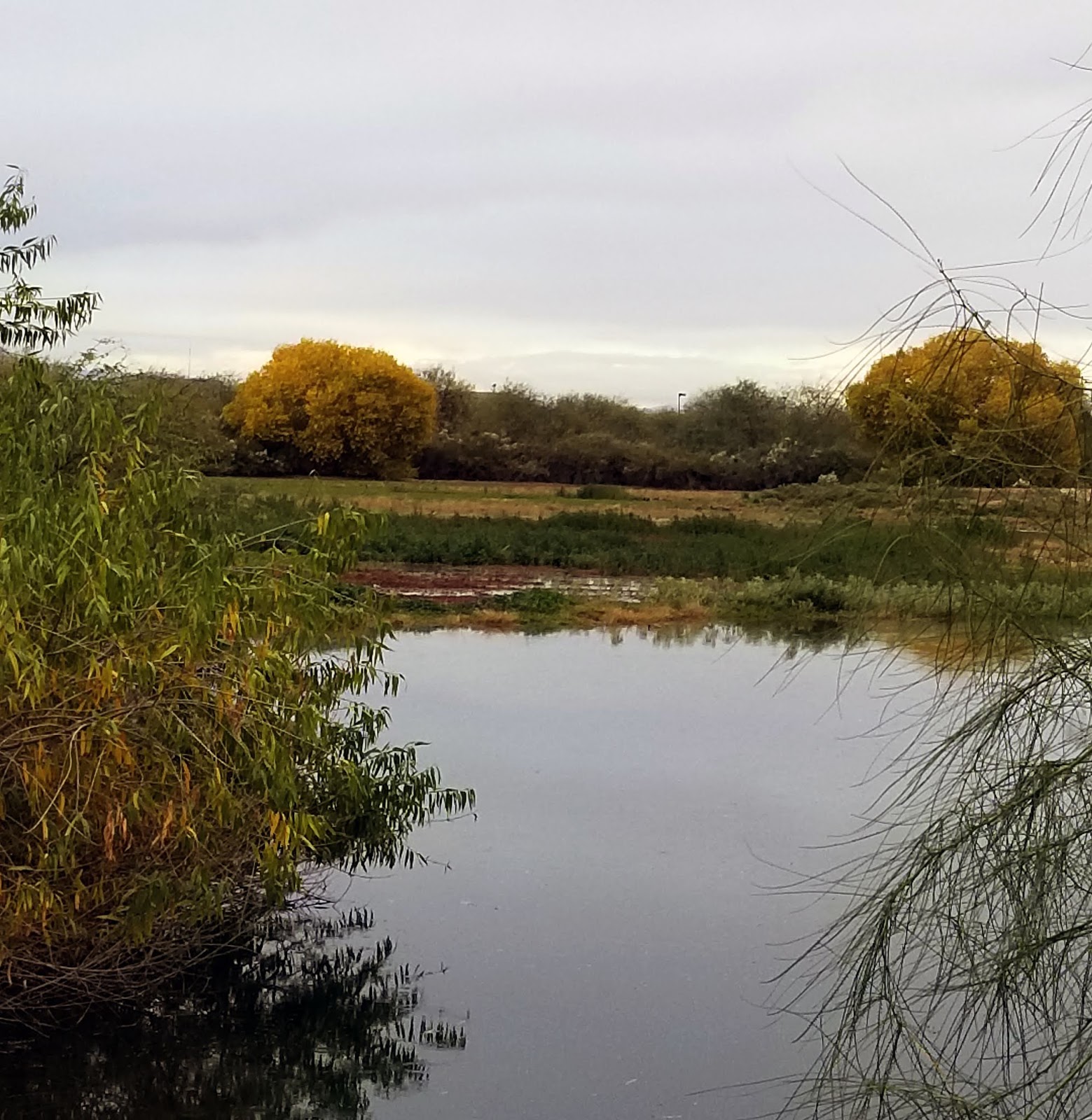 Riparian Preserve at Water Ranch