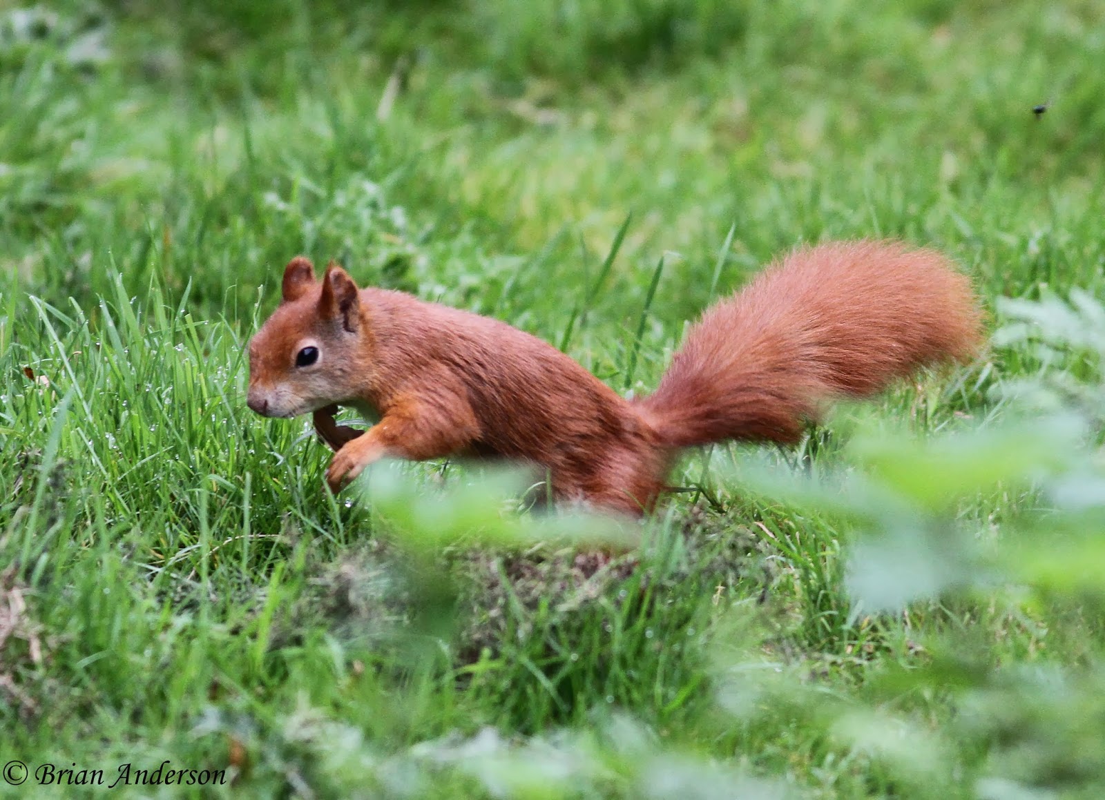 Brian's birding blog: British Wildlife Centre Red Squirrels