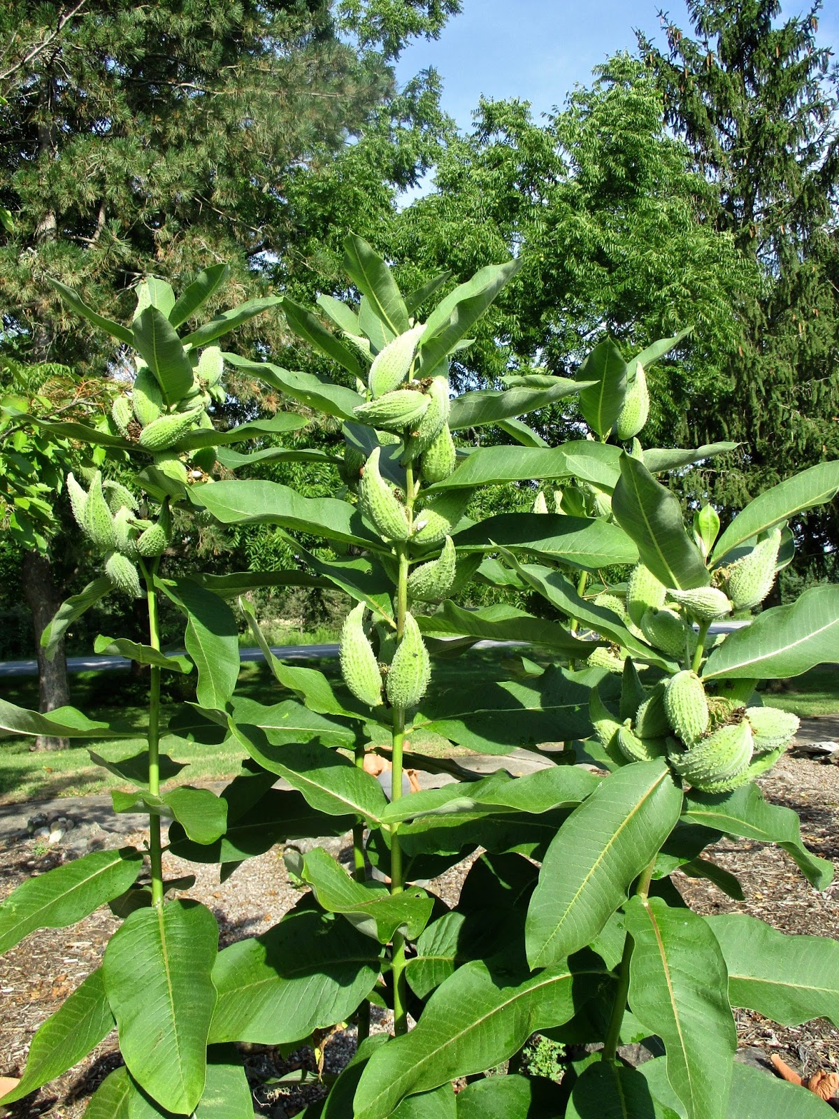 THE SKOOG FARM JOURNAL: Bacco's - 51 Years and Counting