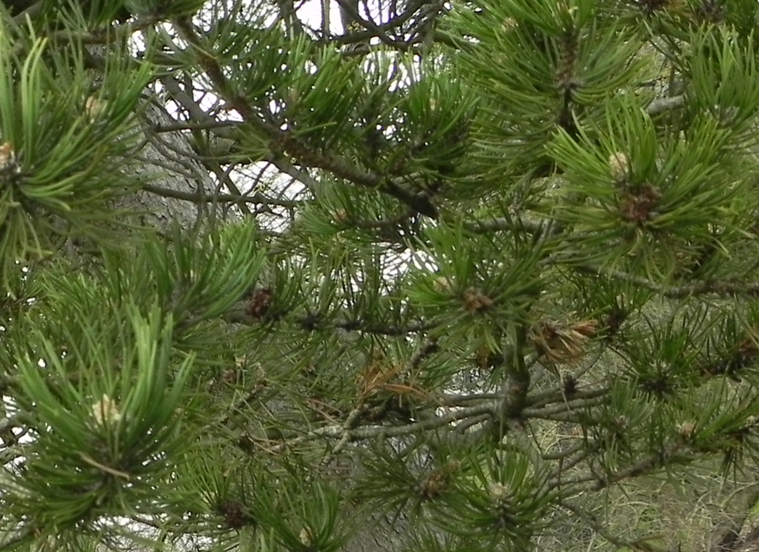 Á R B O L E S (T R E E S) y P A L M E R A S (P A L M S): Pinus mugo ...