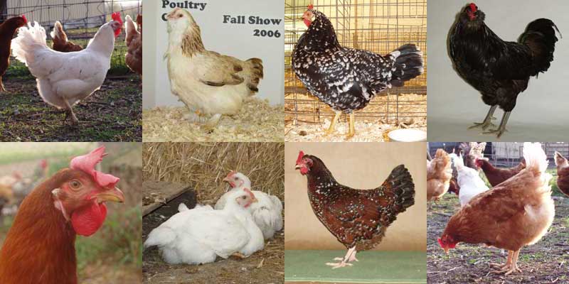Poultry Breed | Agriculture