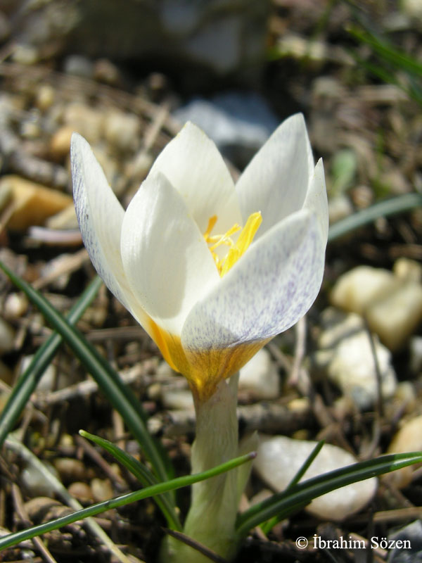 The Country Of Crocuses: Crocus candidus