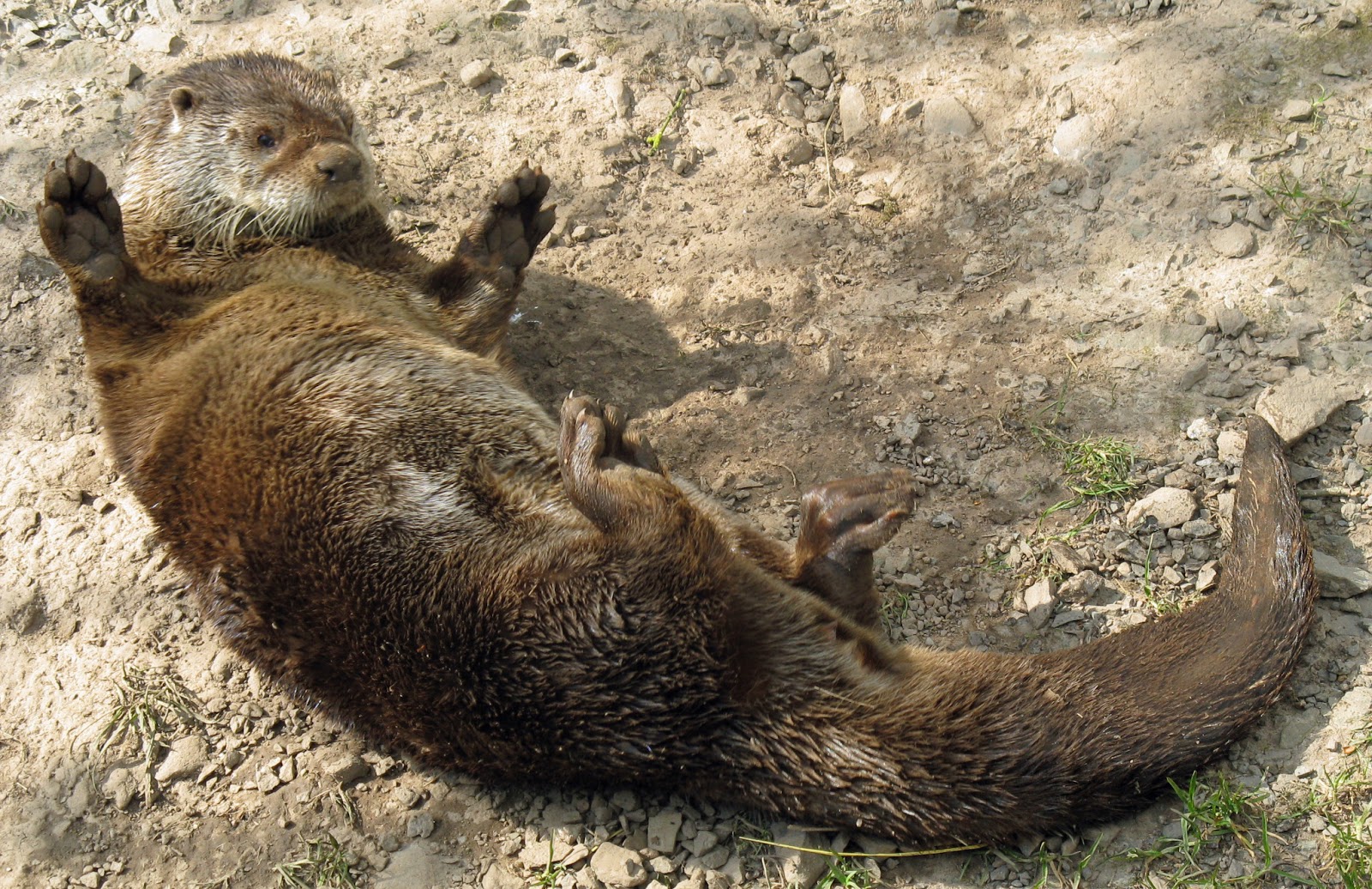 Blog Faced Girl: Otters and Butterflies and Owls...Oh My!