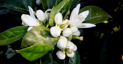 Un pensionato in cucina: Il limone (1) - Limoncello.