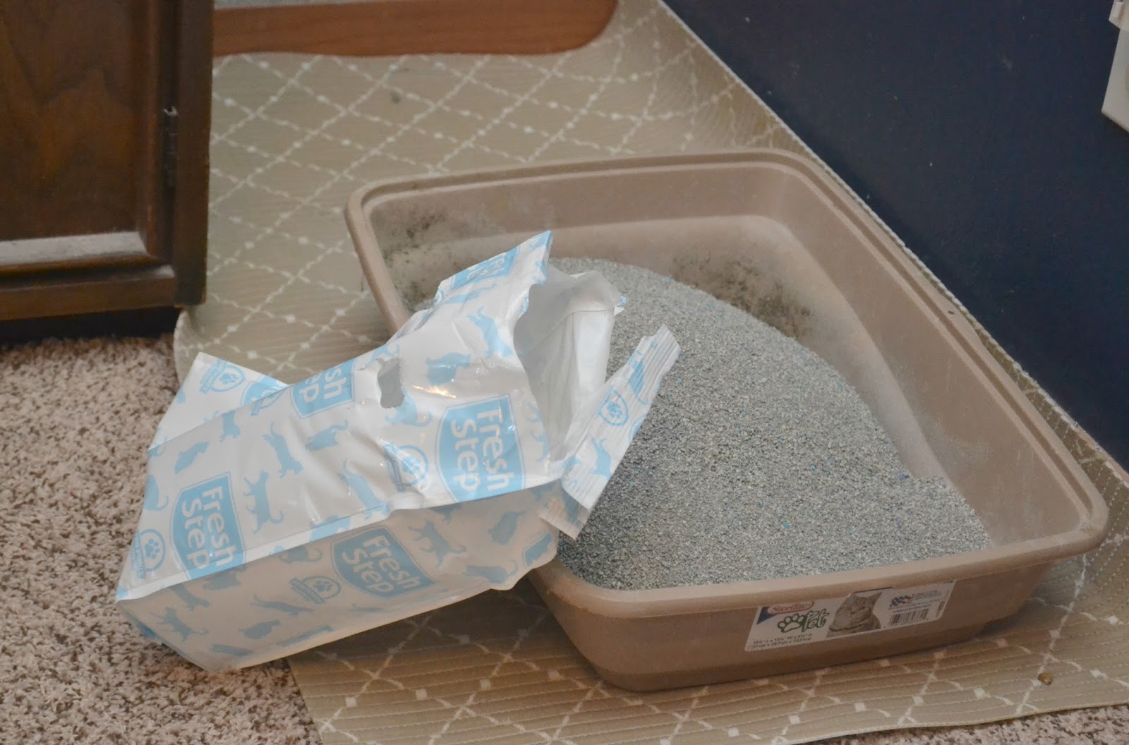 Tips on Keeping Your Cats Happy and Healthy - Building Our Story