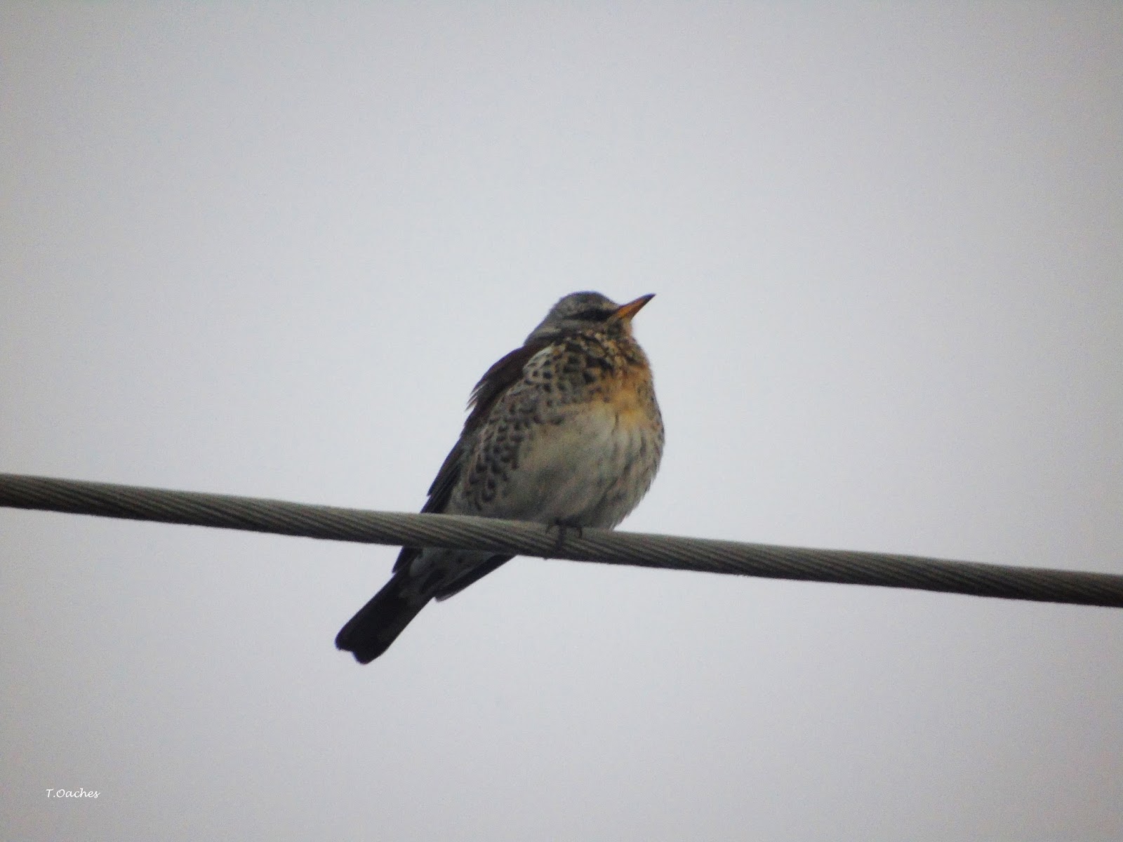 PASARI DIN ROMANIA: COCOSAR, Turdus pilaris