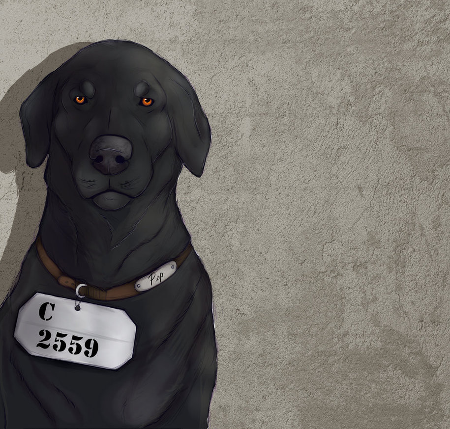 NUNCAJAMAS COCKER: LA HISTORIA DE PEP, EL PERRO CONDENADO A CADENA ...