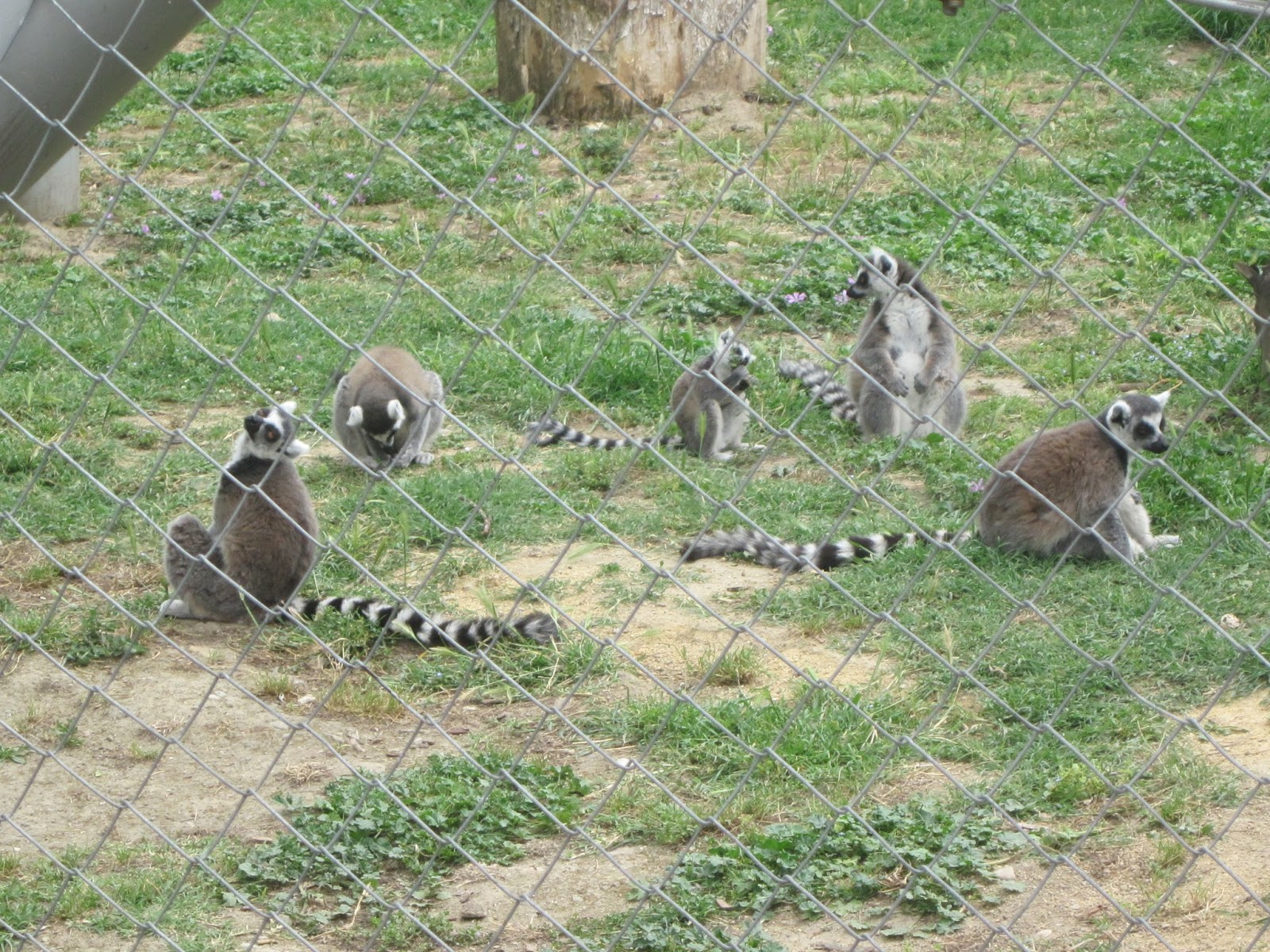 With Love From Macedonia: The Skopje Zoo
