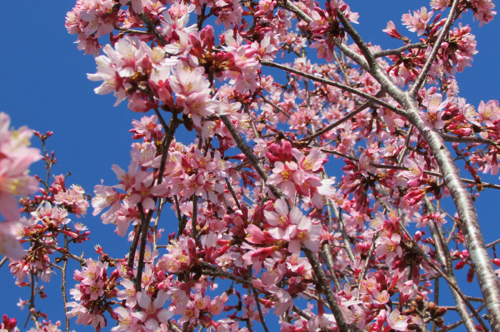 Love For His People: Spring in Charlotte - THANK GOD!