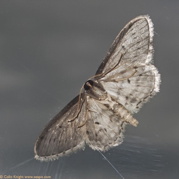 Sue Knight's Blog: May 2014