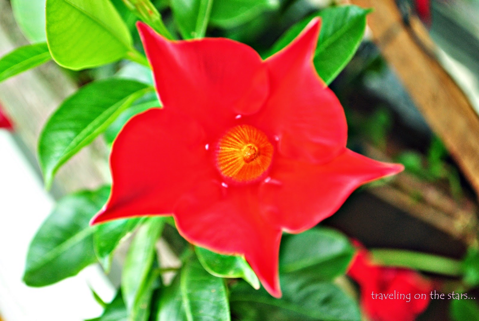 traveling on the stars...: Perú: Oxapampa y San Ignacio