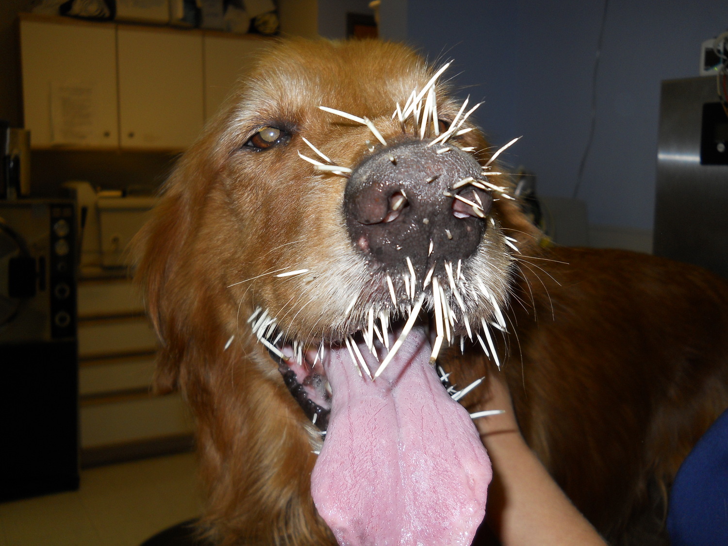 Royal City Animal Hospital: Unexpected Encounter?