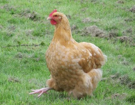 "Sampath Speaking" - the thoughts of an Insurer from Thiruvallikkeni ...