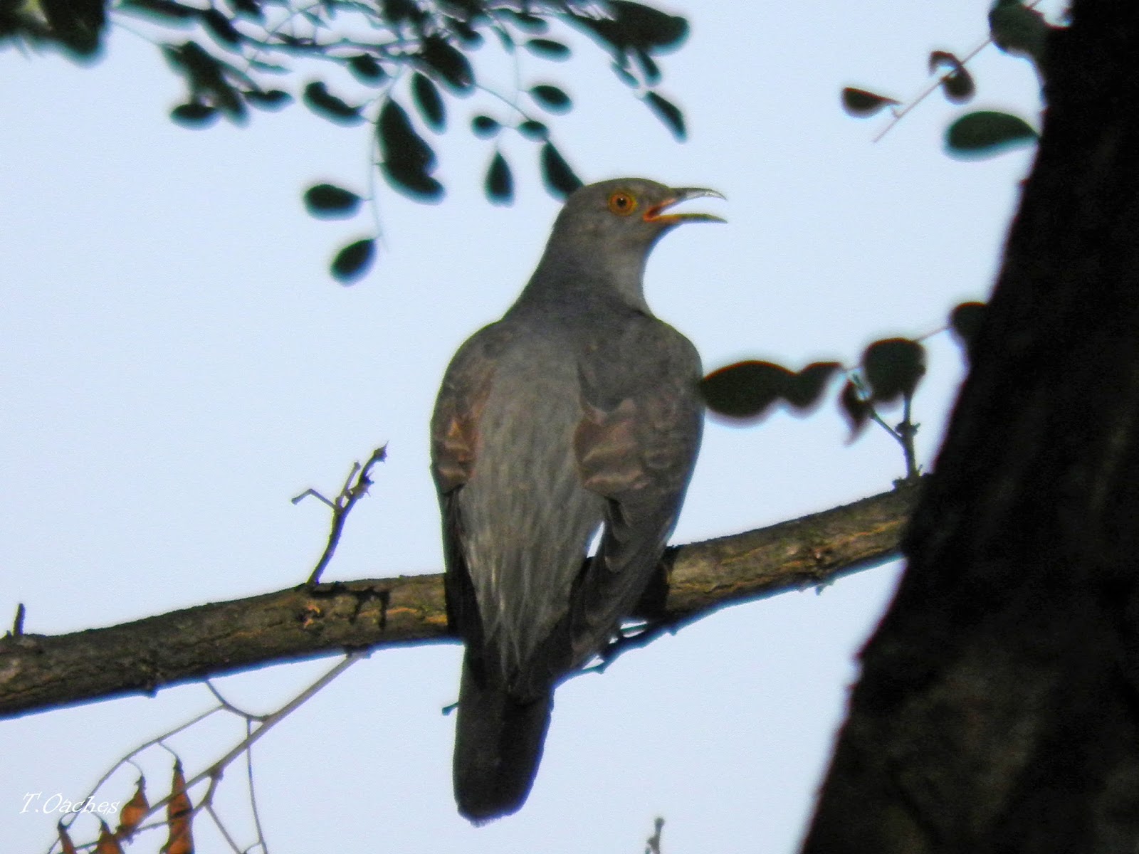 PASARI DIN ROMANIA: CUCUL (1), Cuculus canorus