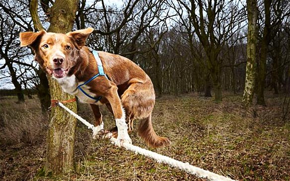 WITNESS the World's First Tightroping DOG! | BOLD and UNUSUAL DOG ...