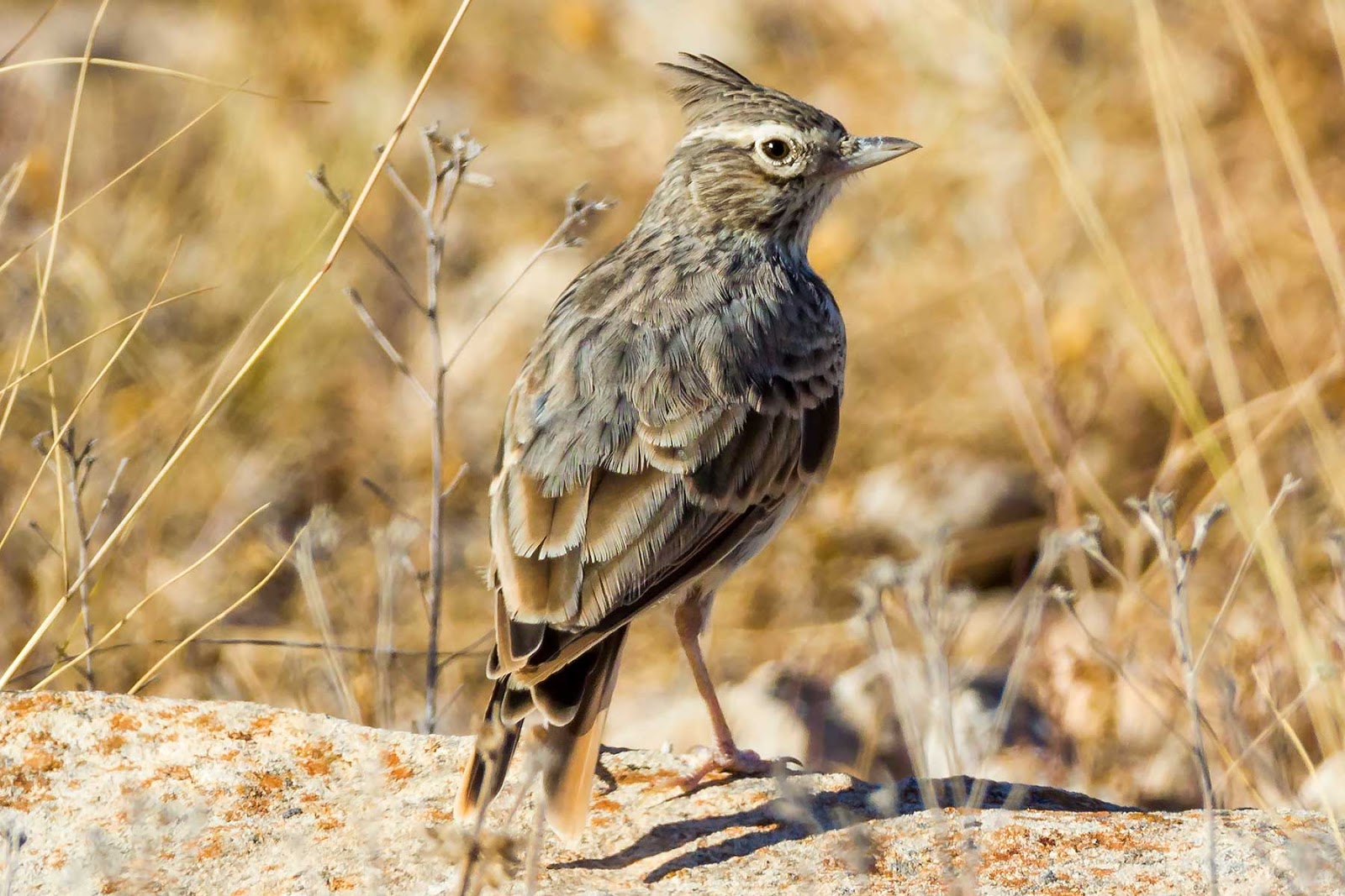 Birding Costa Blanca: Crested lark vs Thekla Lark ID Guide