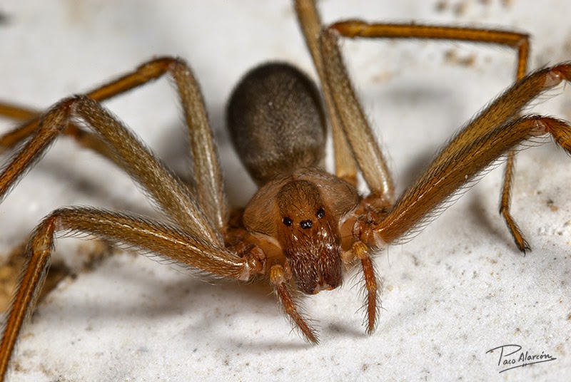 Arañas: Araña Loxosceles Reclusa (Ermitaña)