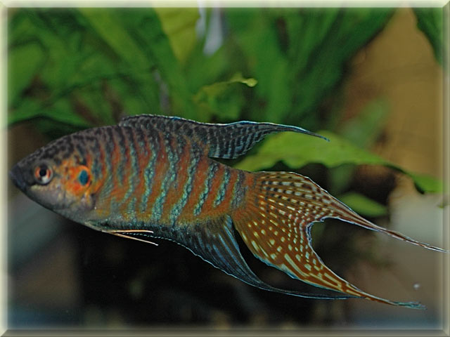 Freshwater Fish Names Starting With P | Animals Name A To Z