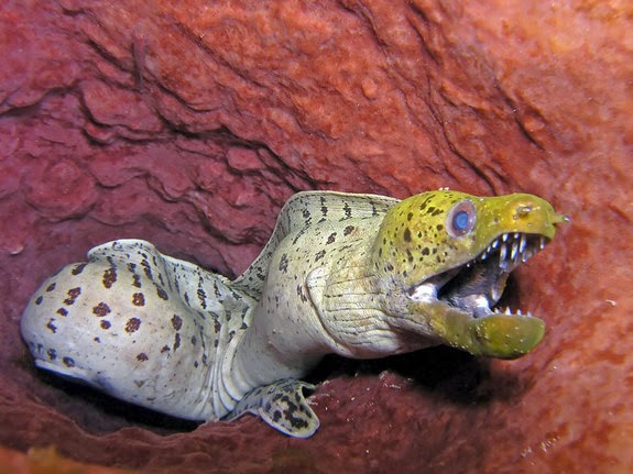 Moray Eel - Muraenidae | TROPICAL FISH