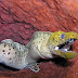 Moray Eel - Muraenidae | TROPICAL FISH