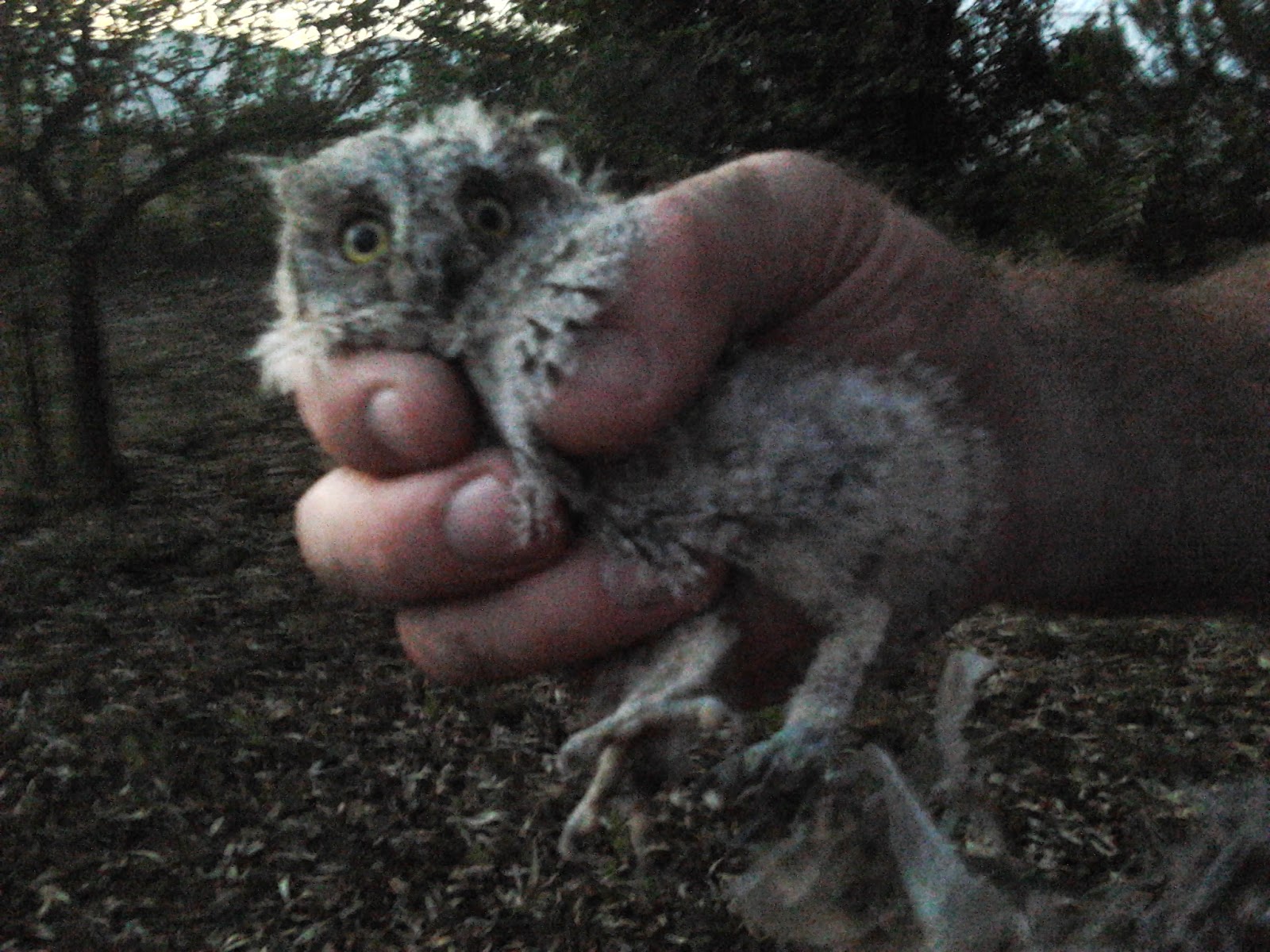 La voliera senza sbarre: Il piccolo Assiolo finalmente prende il volo