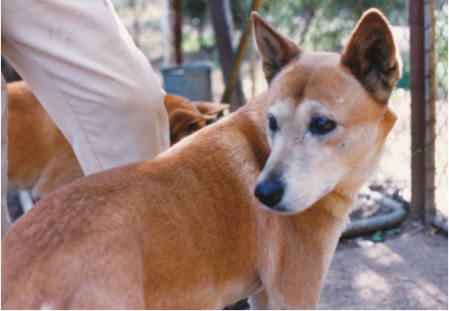 Dingo Lady: Kalang: Special Dingo of Margaret Fulton
