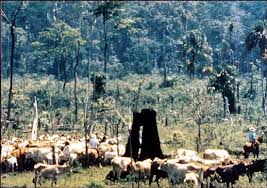 Geography... Extreme Landscapes: HUMAN IMPACT ON THE RAINFOREST