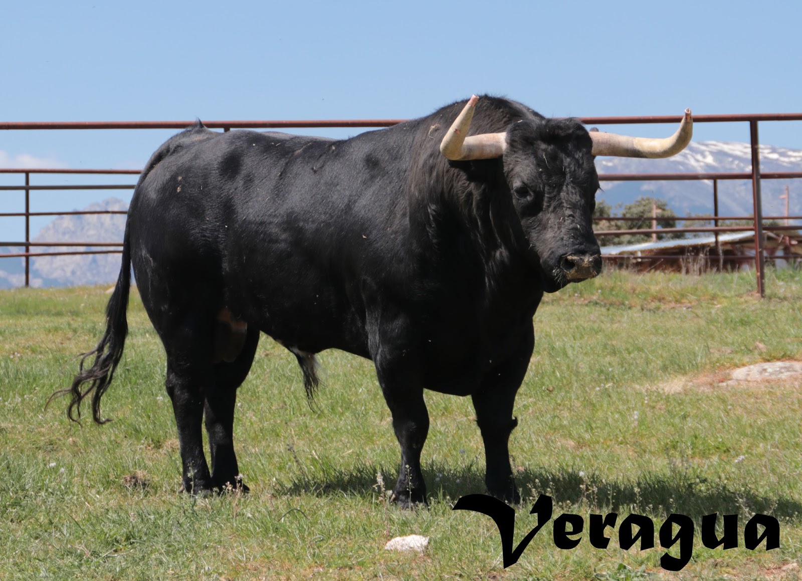 Encastes Bravos: Victoriano del Rio: toros de puerta grande