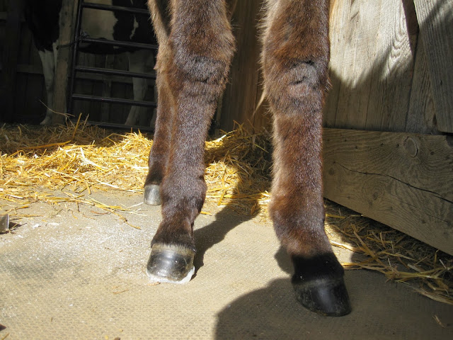 The Dancing Donkey: Donkey Feet - Ramsey