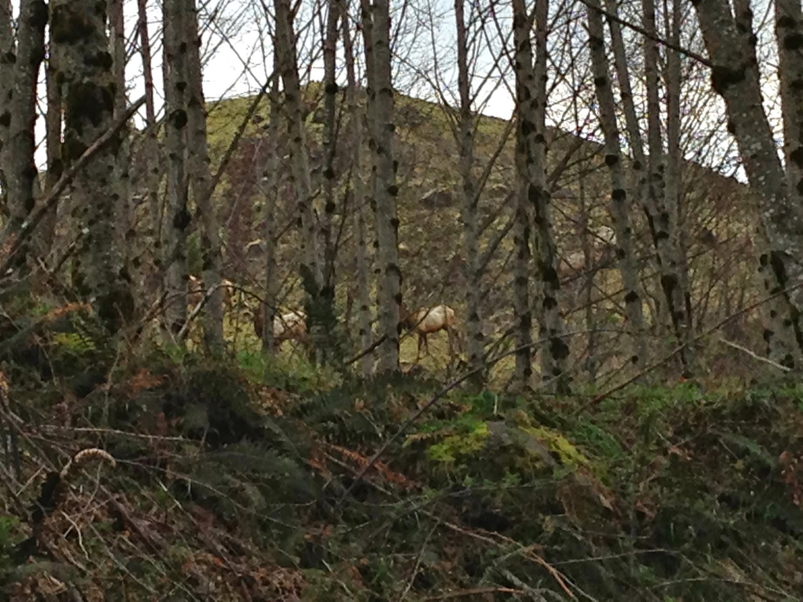 Three Hiking Sisters: Hummocks Trail & Boundary Trail #1 to Johnston ...