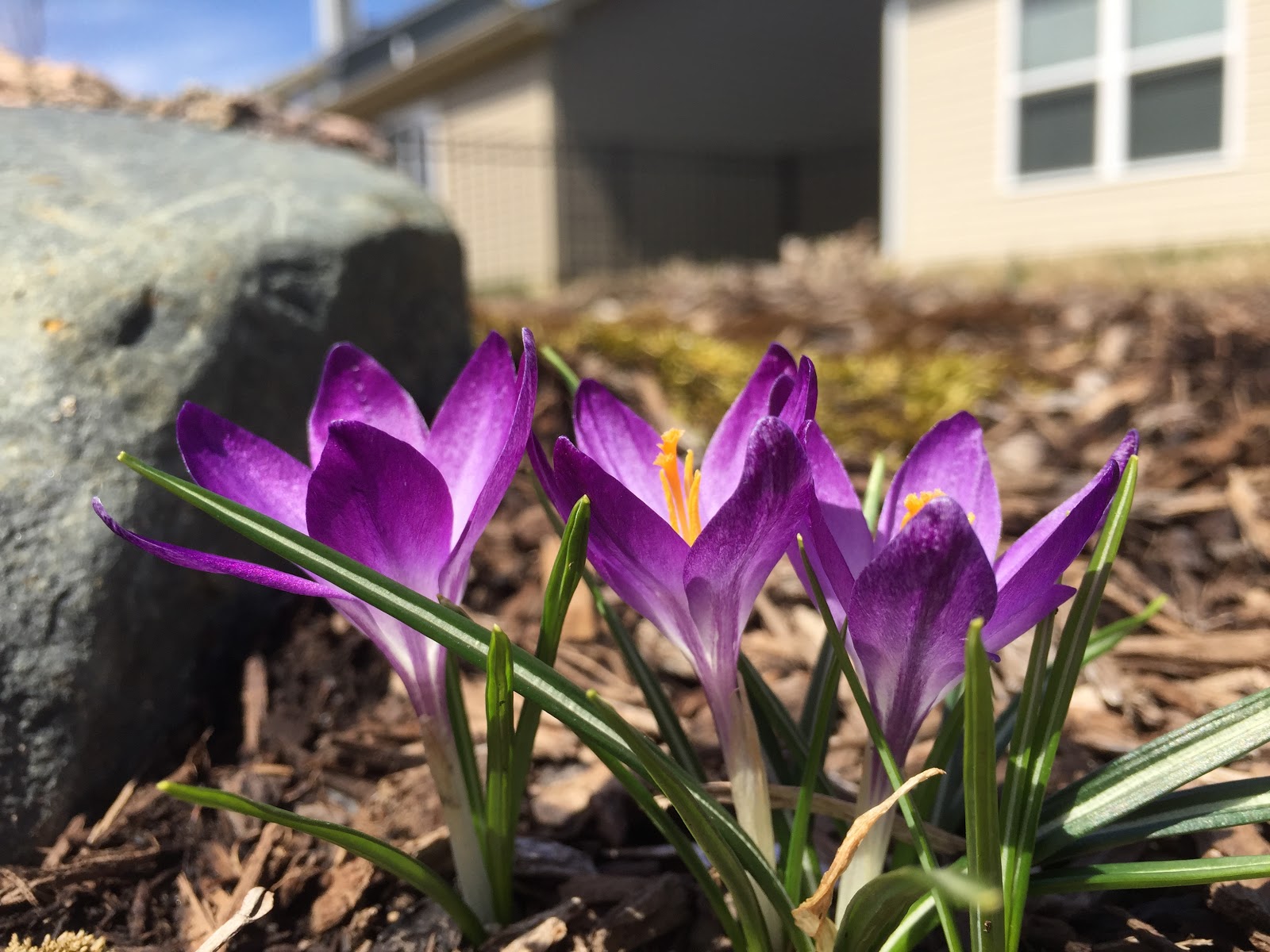 Purple Crocus sp. Photoshoot [Backyard Neophyte Landscaping Blog]