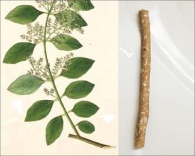 My-Sweet-Islam: Miswak (Mswak, Miswak, Misiwak, Masiwak, Muswak, Maswak ...