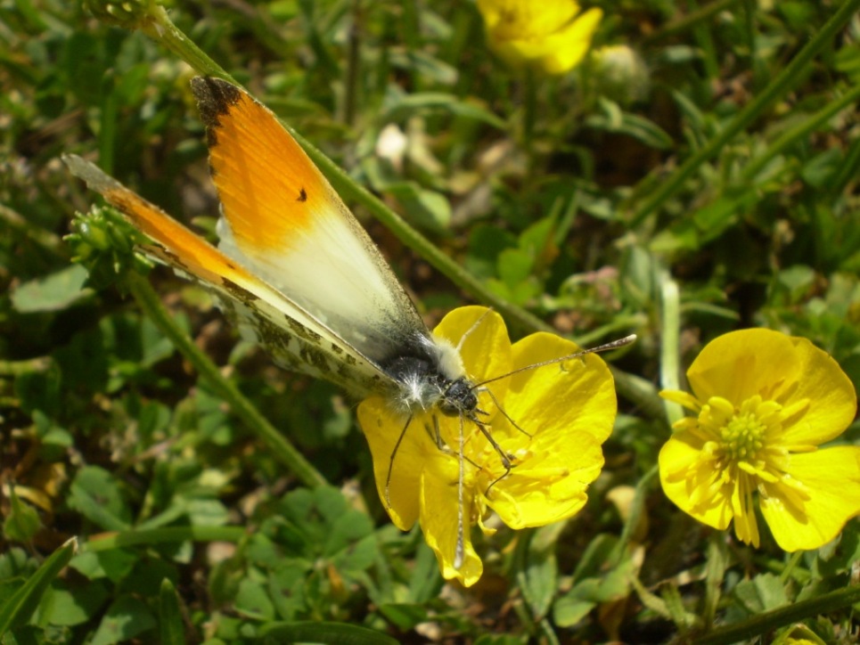 Le Jardin du Vent: Butterfly
